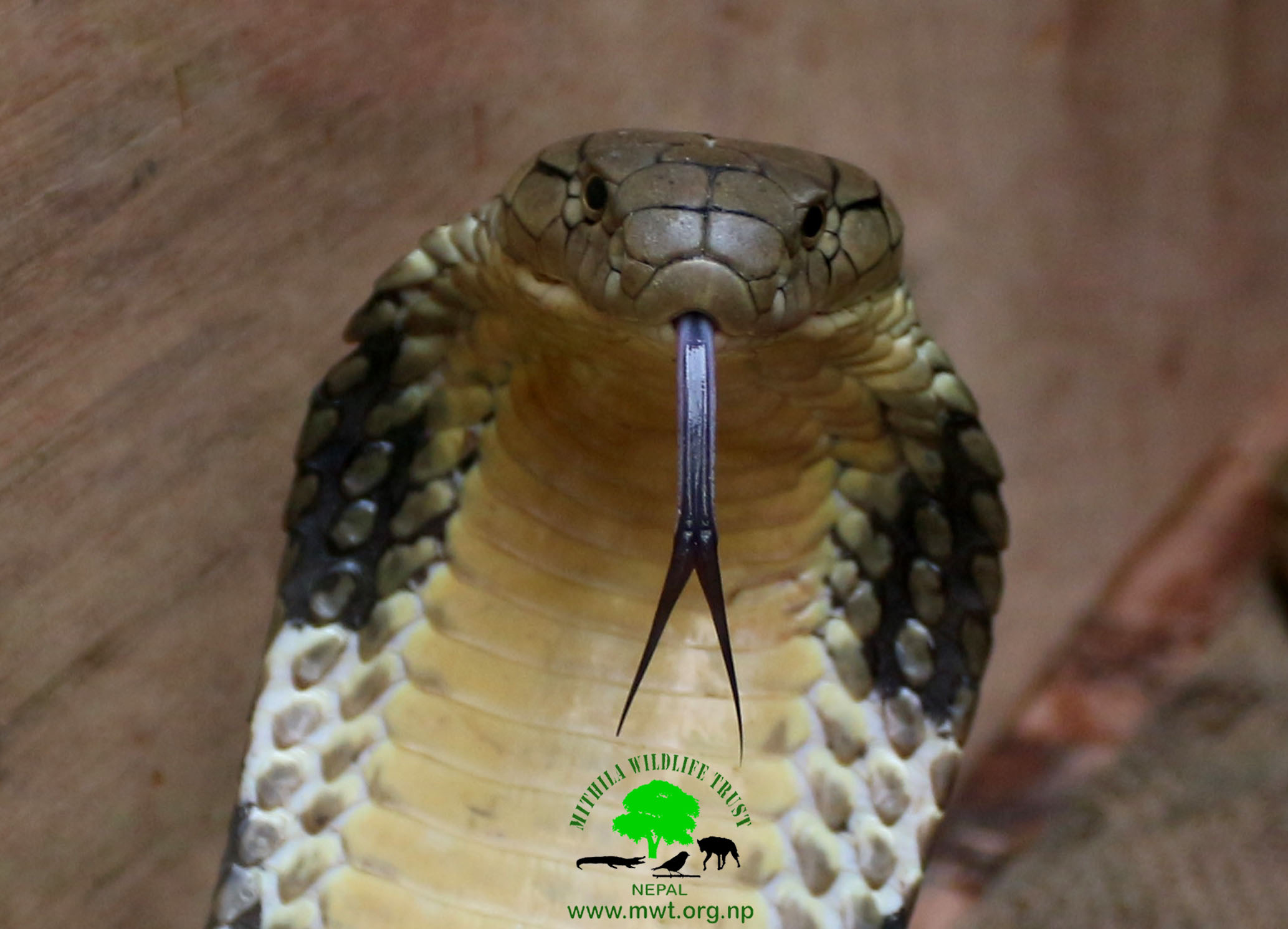 Dhanushadham Protected Forest (A project site of Mithila Wildlife Trust ...