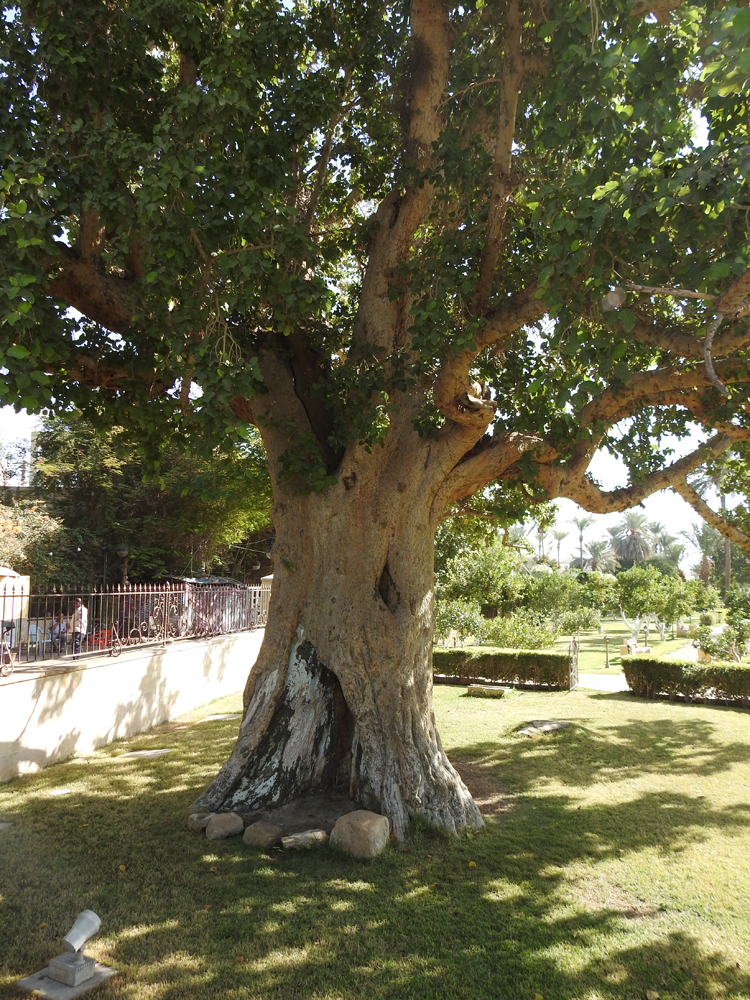 Sicomoro - Иерихон (Ариха) | albero