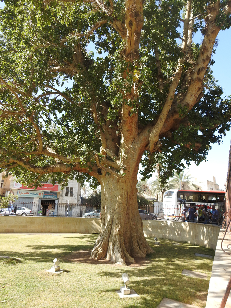 Sicomoro - Иерихон (Ариха) | albero