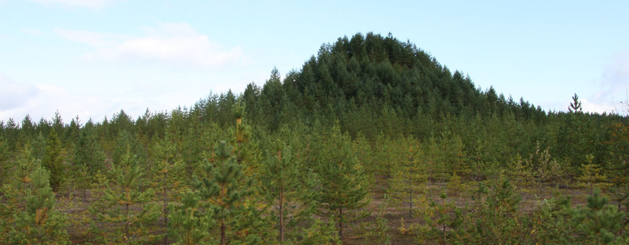 Tree Mountain - A Living Time Capsule - Ylöjärvi