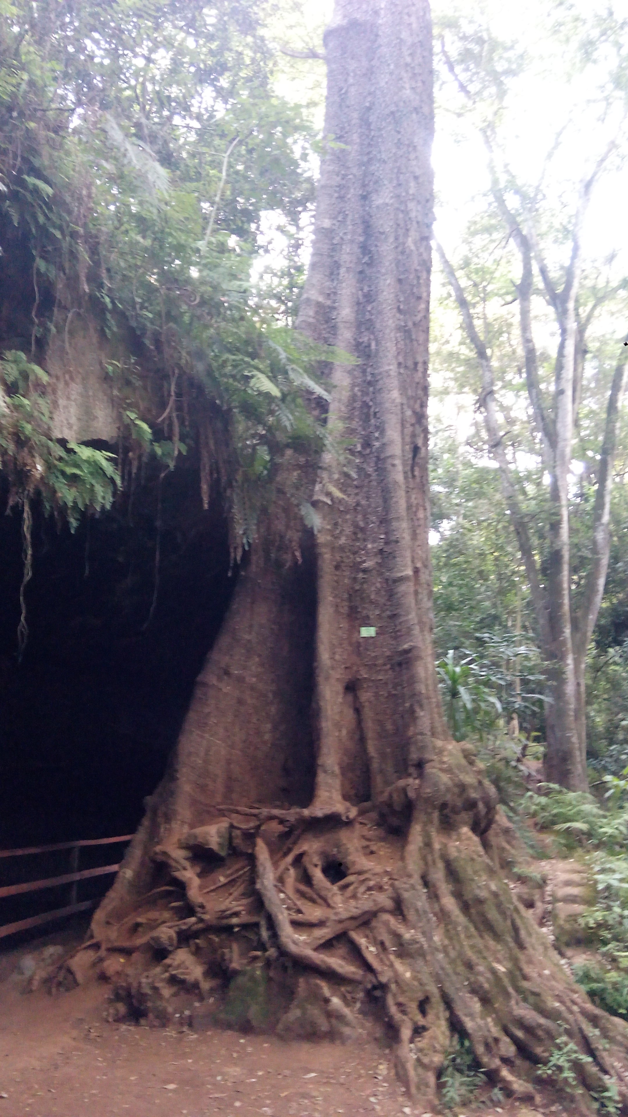 Karura Forest - Nairobi