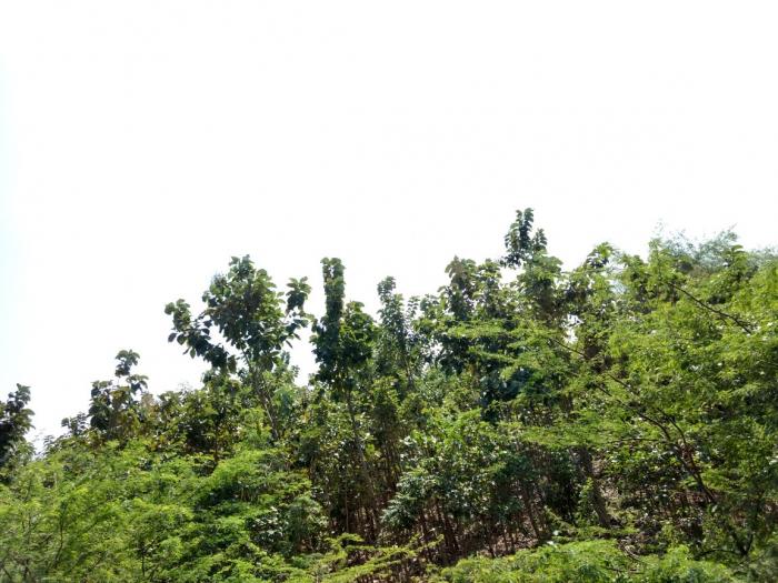 SRK Farm- Omampuliyur - 9445611936 - omampuliyur