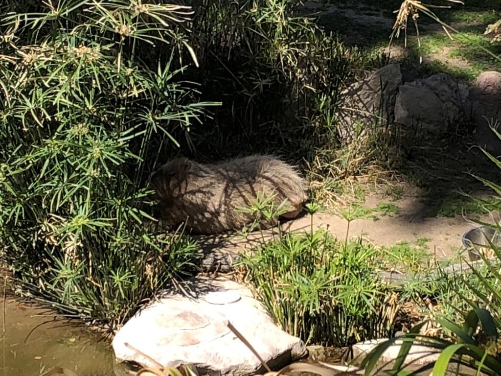 Capybara - Tucson, Arizona | zoo enclosure / exhibit
