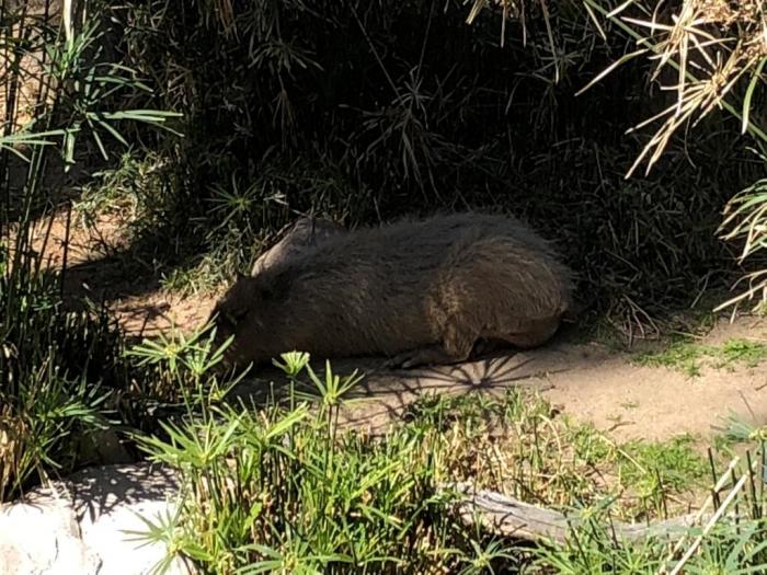 Capybara - Tucson, Arizona | zoo enclosure / exhibit