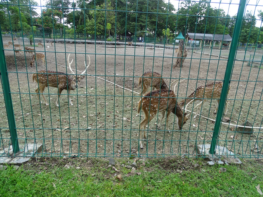 Mini Zoo & Garden - Klaten