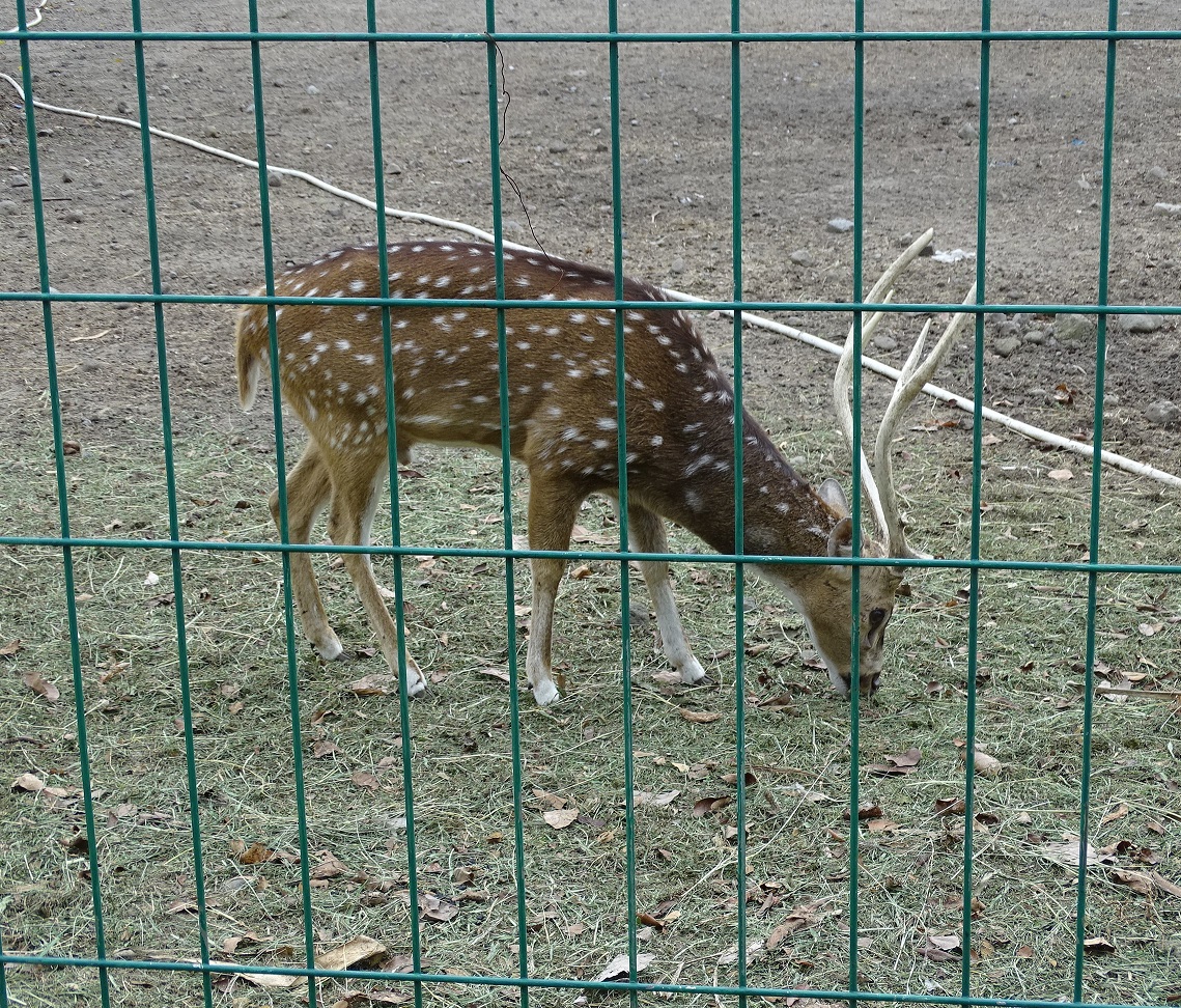 Kandang Rusa Totol (Axiz Axis) - Klaten