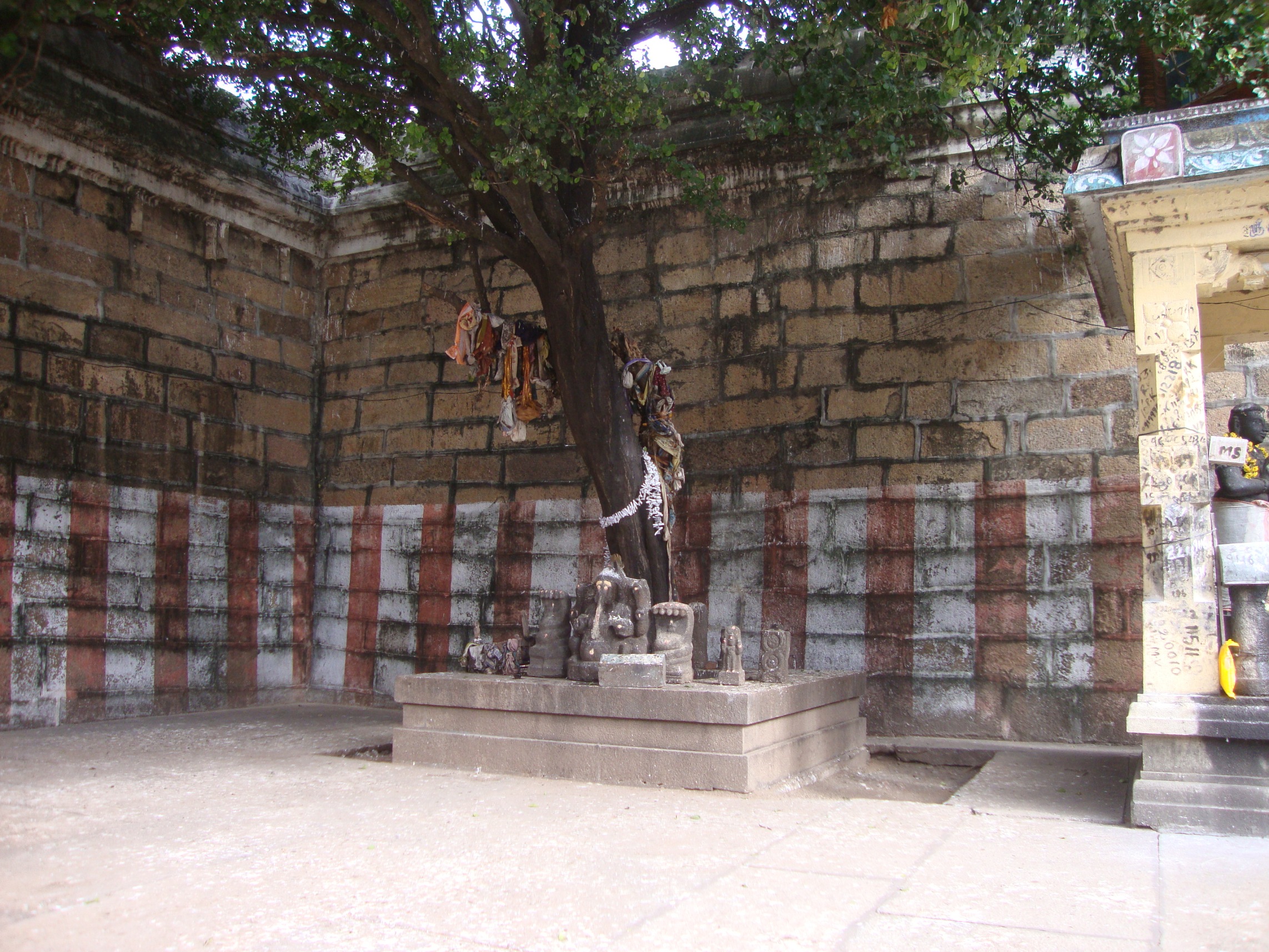 Kurundha Tree Mandapam - Sree athmanathar temple, Avudayar Koil ...