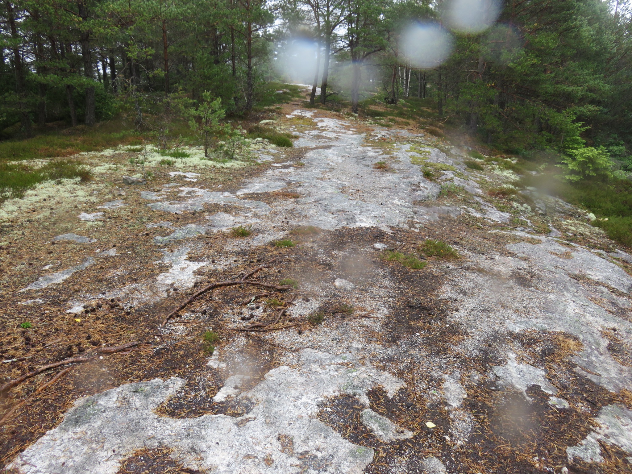 Rock Carvings in Tanum