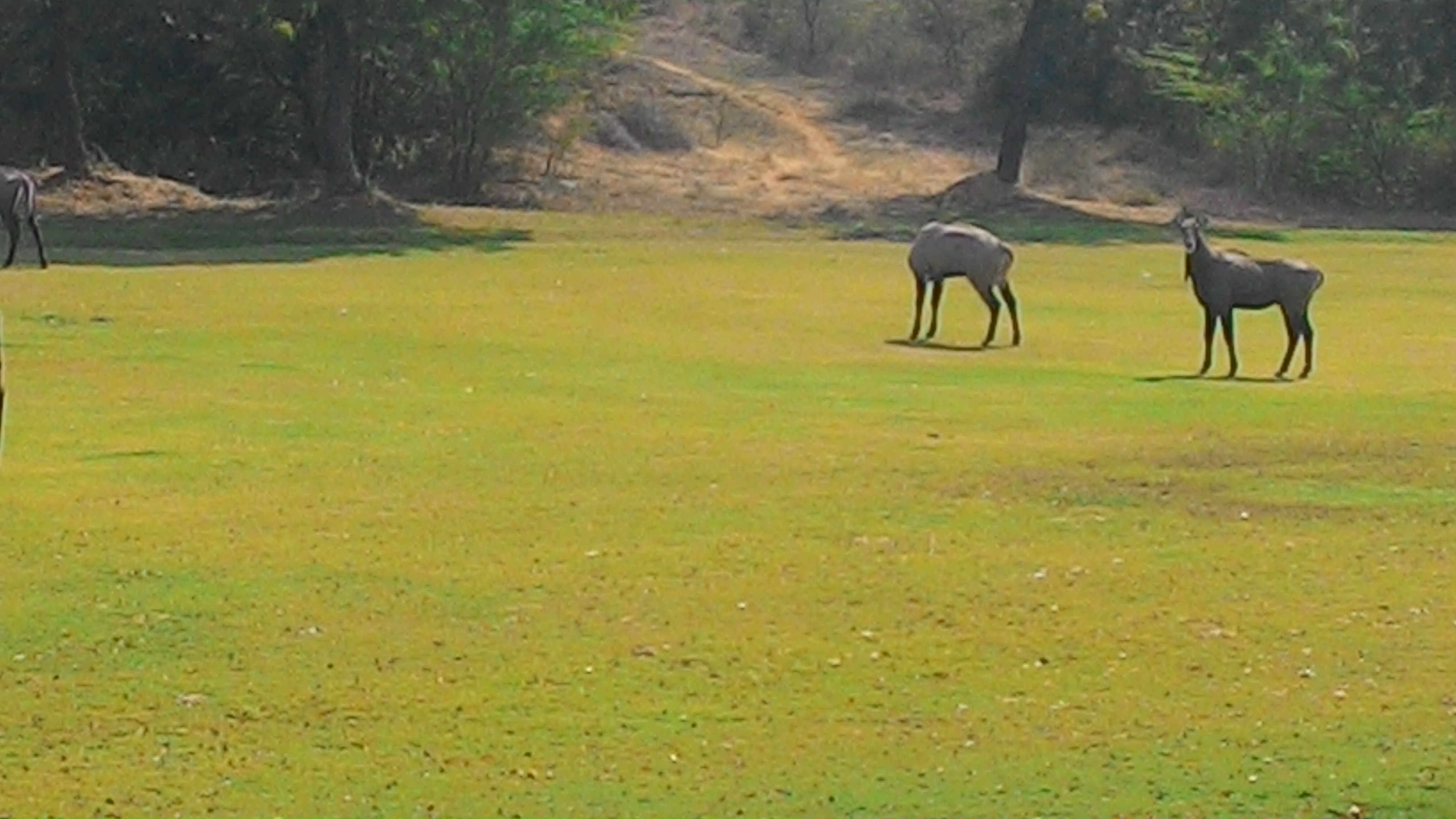 Mayur Sports Complex (Golf Course) | golf hole