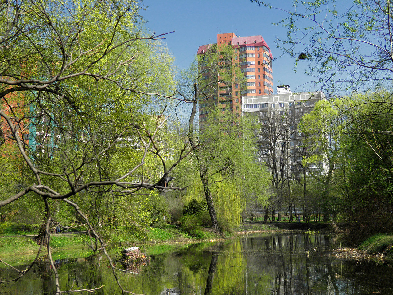 White willow, the oldest tree in central Moscow - Moscow