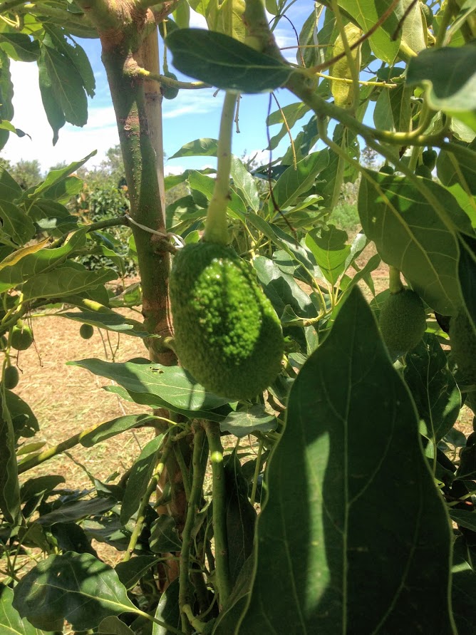 Avocado Plantation
