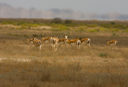 Imishli district - Imishli