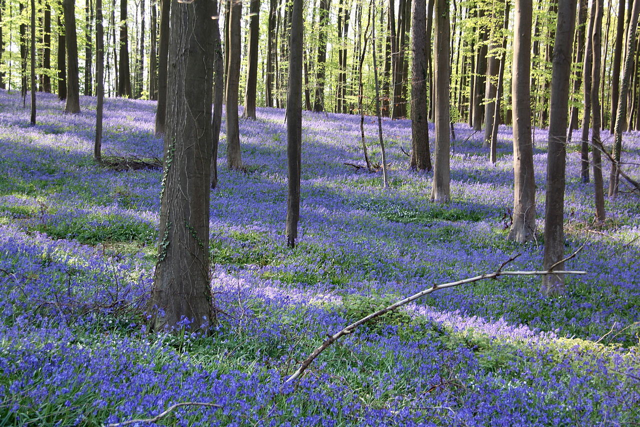 Hallerbos - Bois de Hal