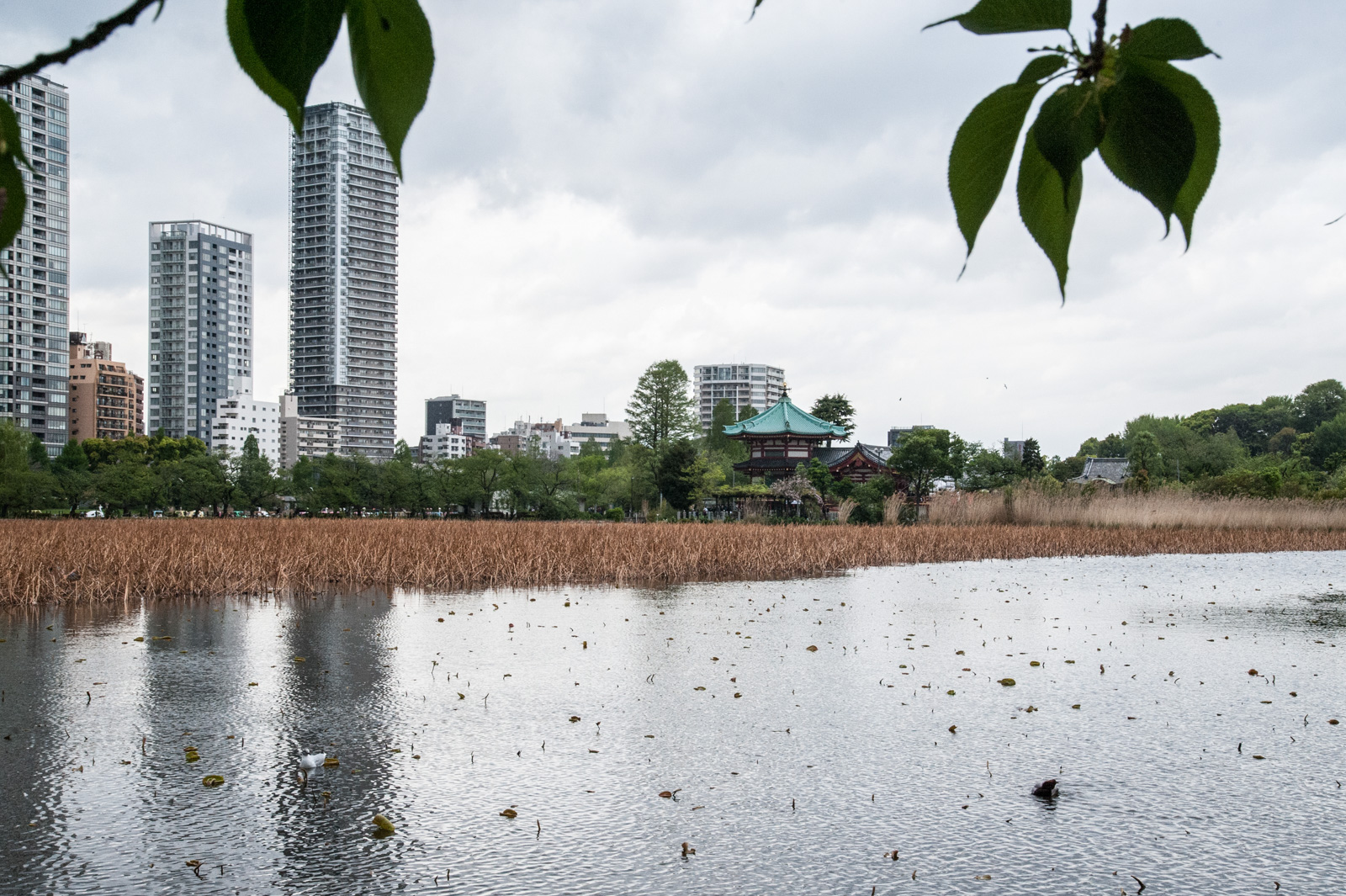 Shinobazu Pond - Tokyo