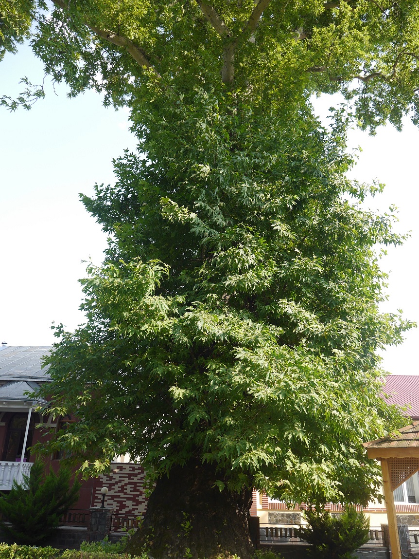 Eastern plane tree - Zaqatala
