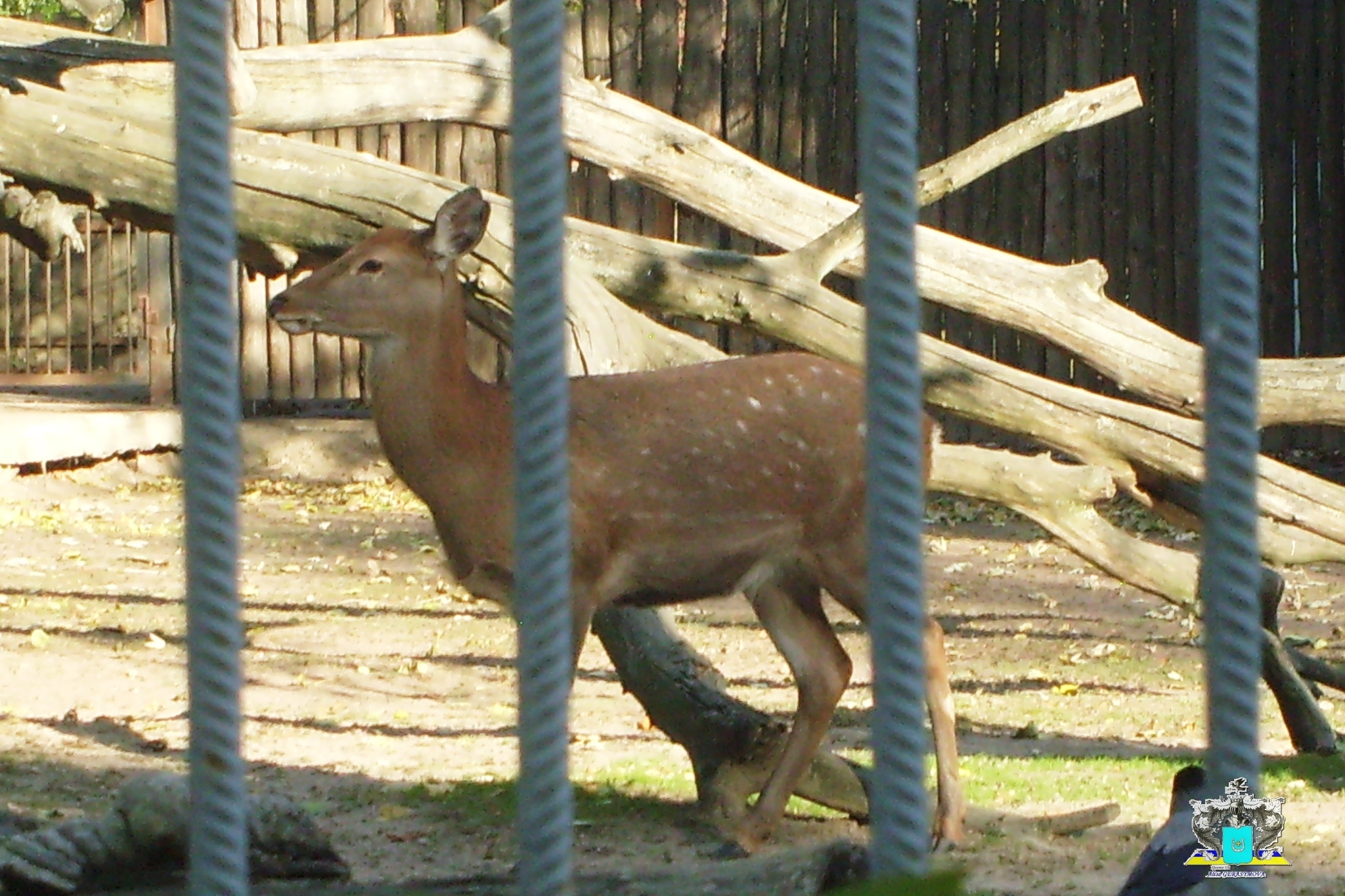 Père David's deer - Kyiv