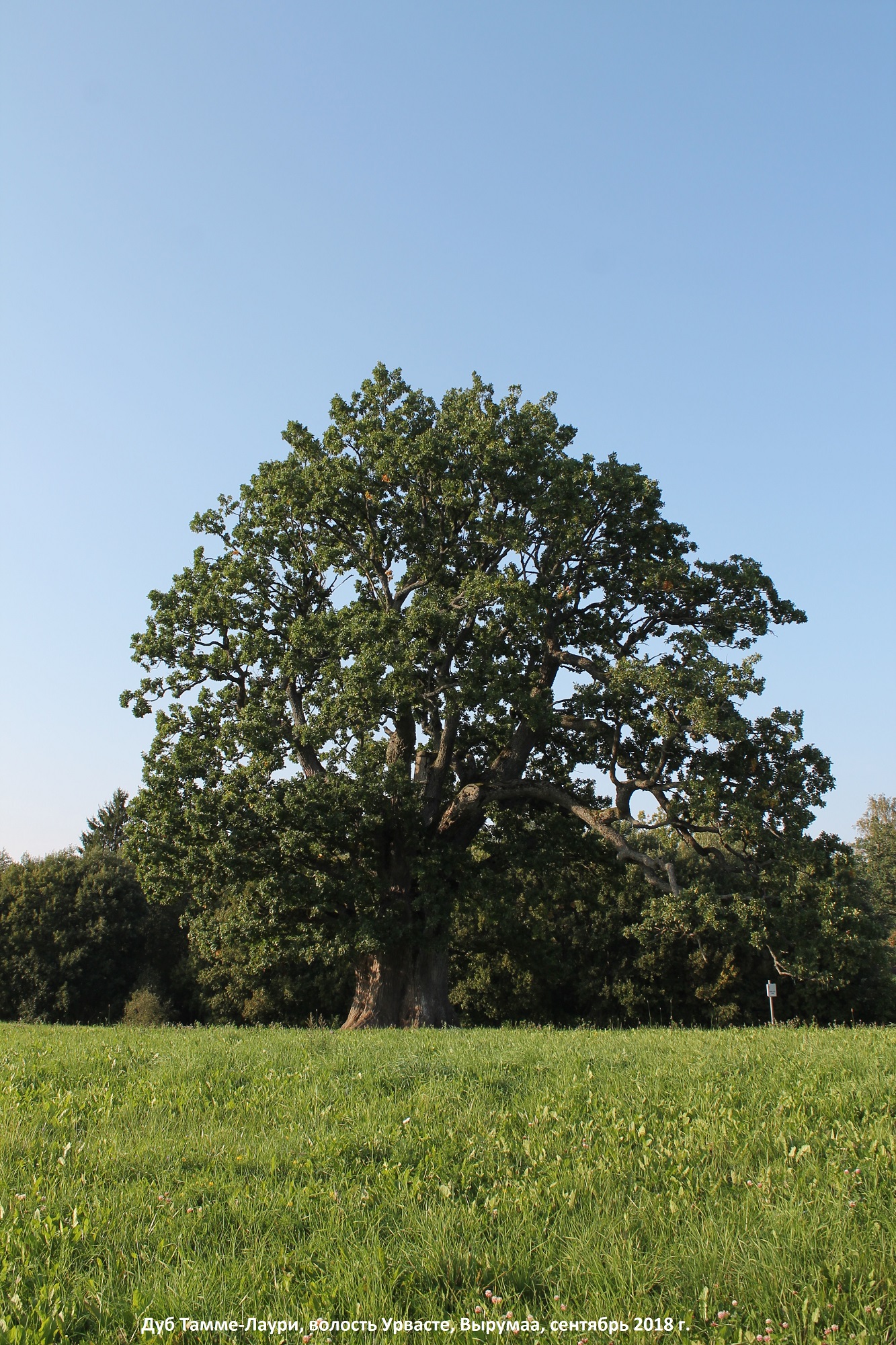 Tamme-Lauri oak - Estonia's largest oak tree - Antsla Parish