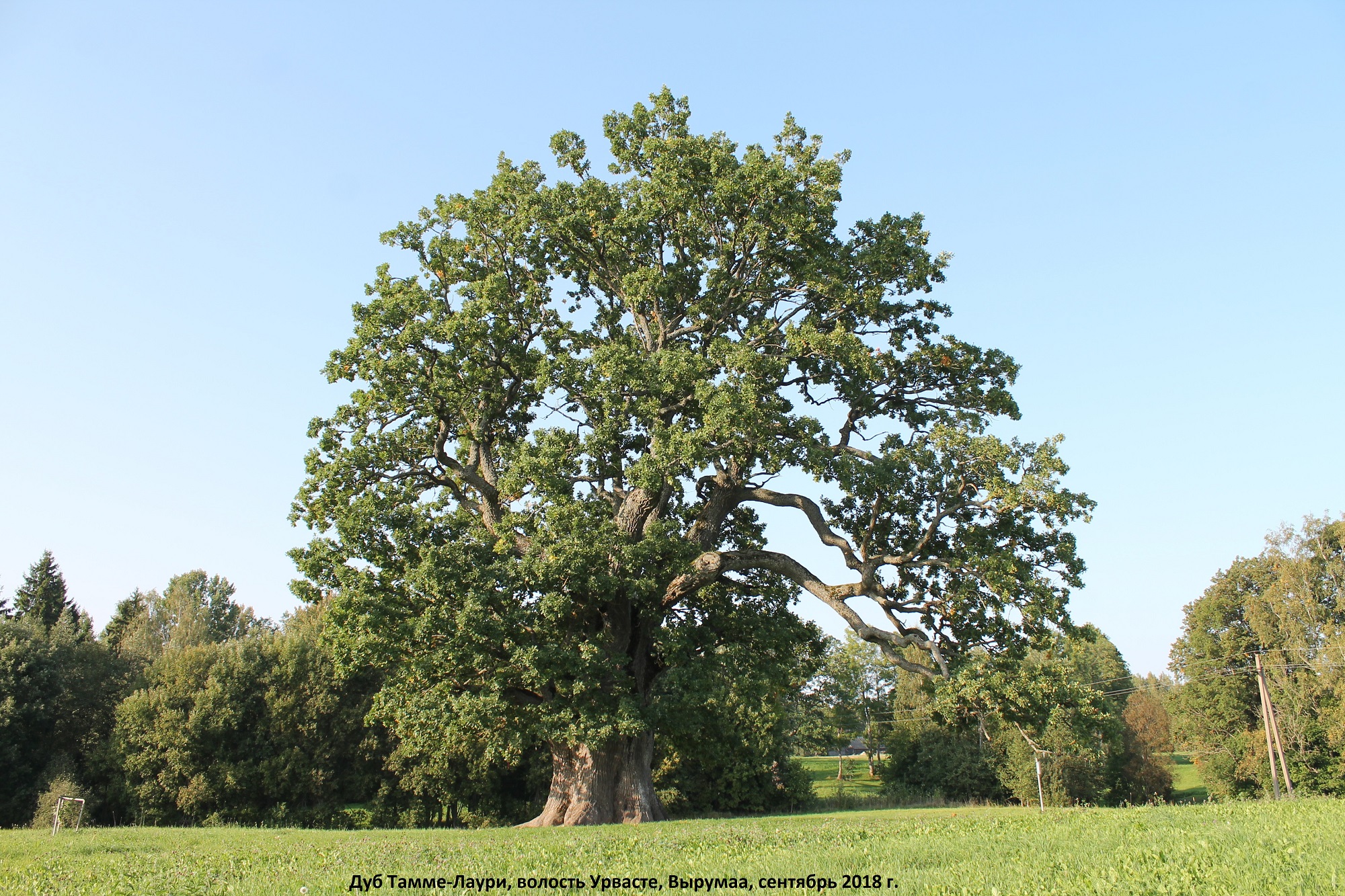 Die Eiche Tamme-Lauri - Антсла валд (Антсла (волость, 2017)