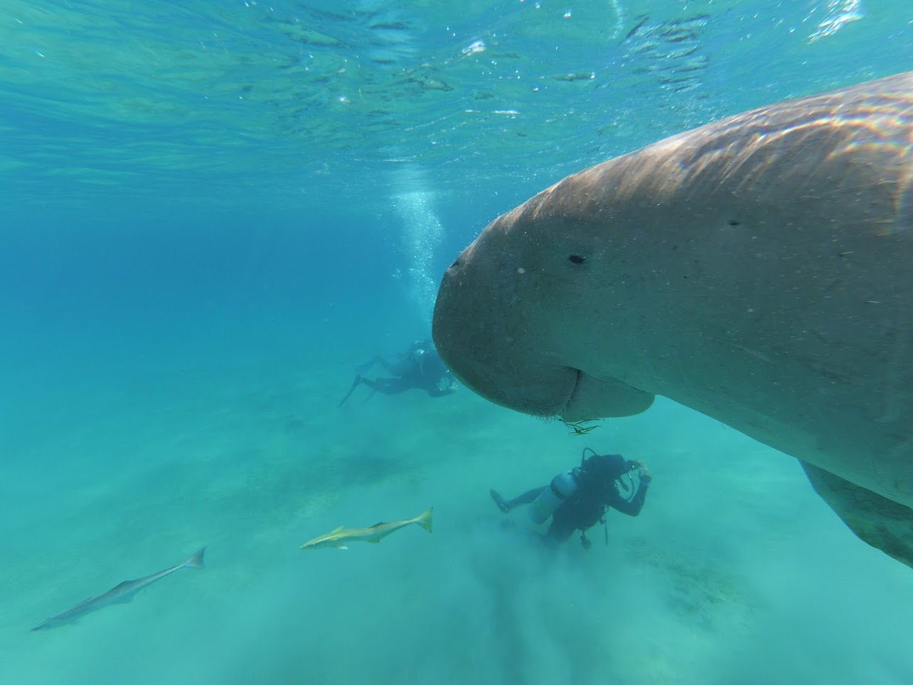 Marsa Mubarak | water, cove