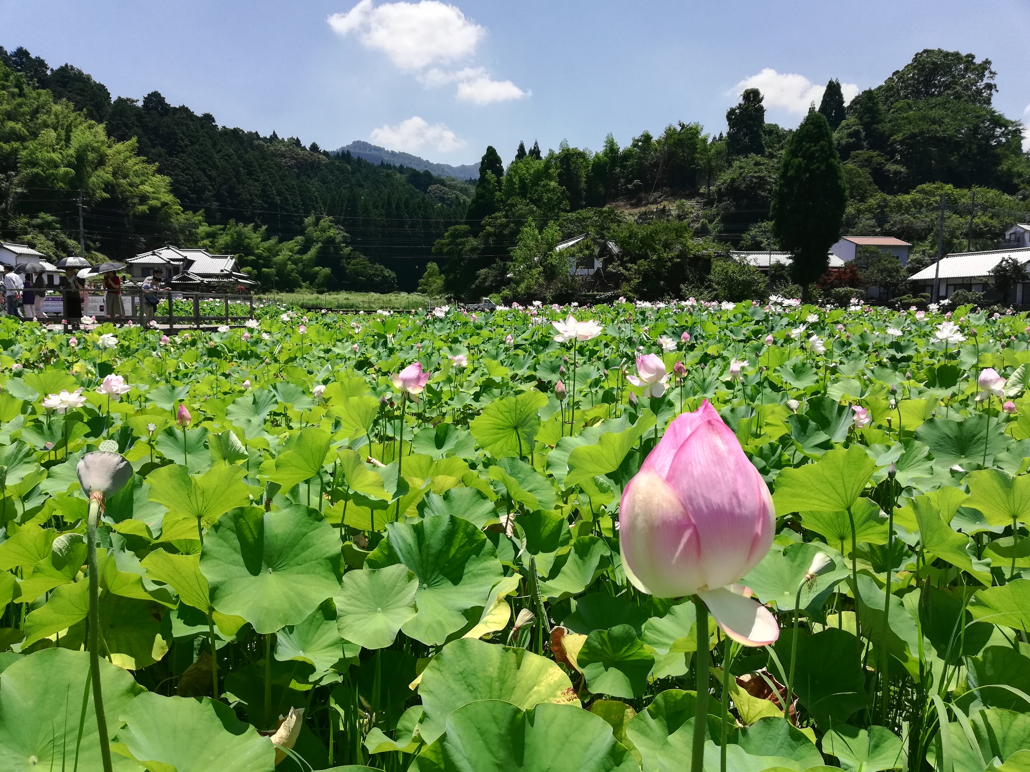 Lotus ponds - Usuki
