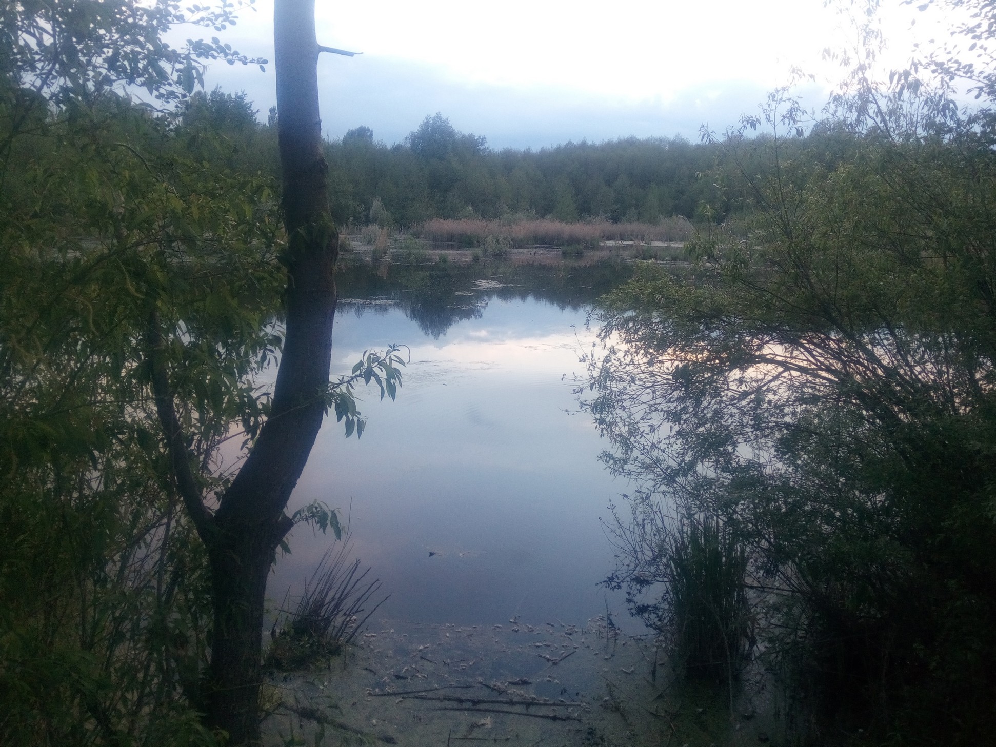 Pond - Homieĺ