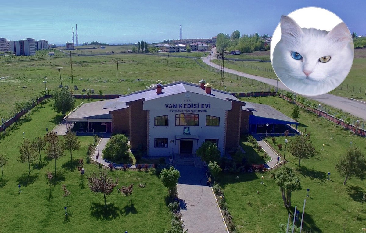 Van Kedisi Evi Bahçesi - Van Büyükşehir Belediyesi