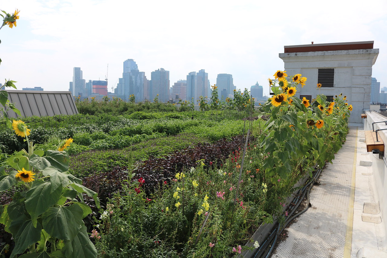 Brooklyn Grange Rooftop Farm - New York City, New York