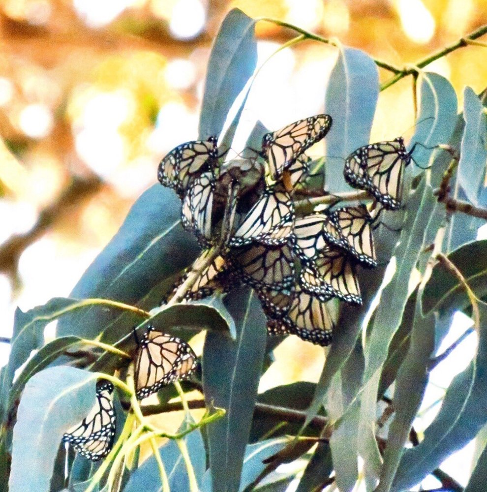 Monarch Grove Sanctuary - Pacific Grove, California | wildlife ...