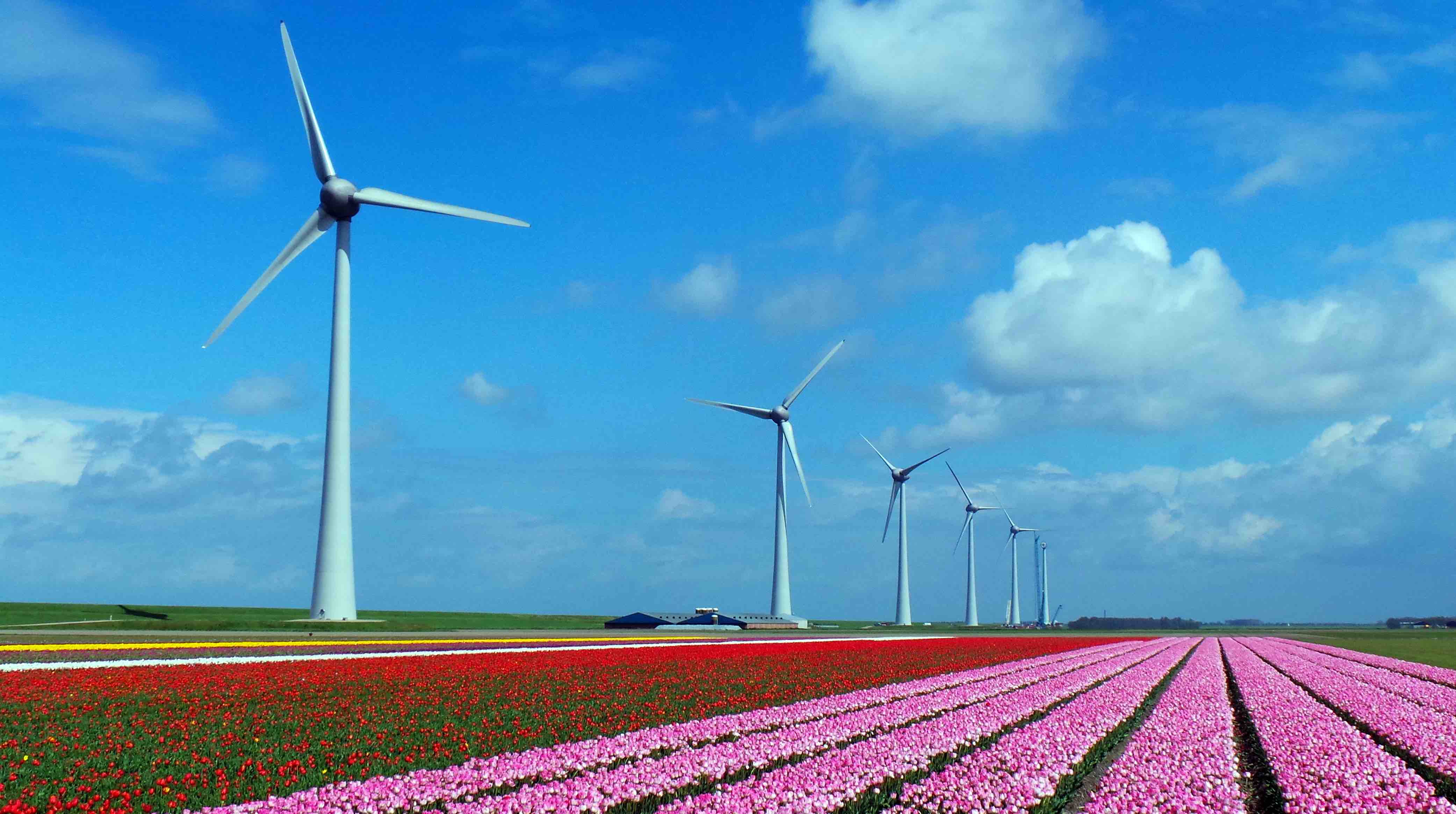 Noordoostpolder Wind Farm
