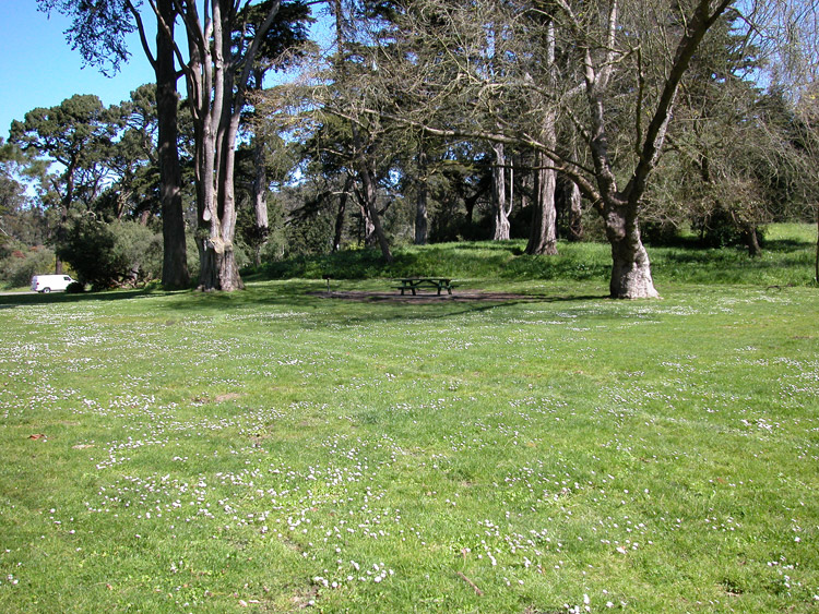 Golden Gate Park George Washington Bicentennial Grove - San Francisco ...