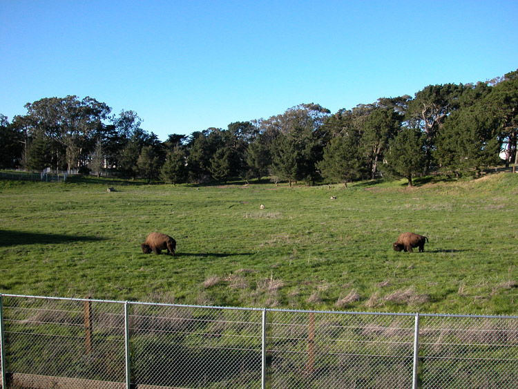 Buffalo Paddock - San Francisco, California