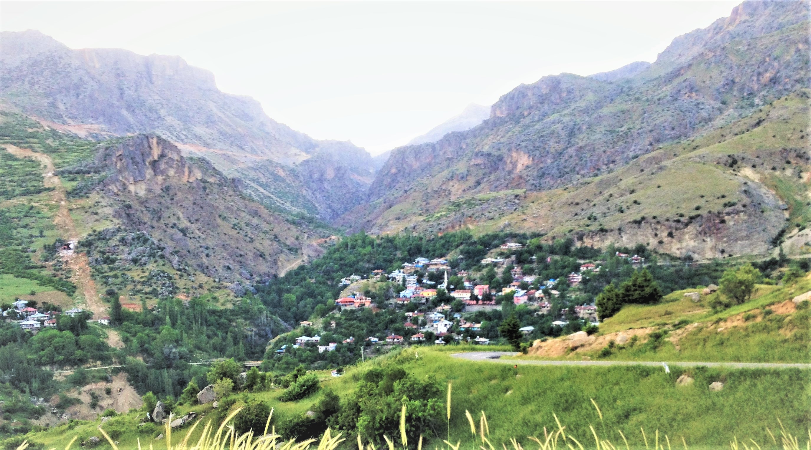 ZEYTÛN (Süleymanlı)