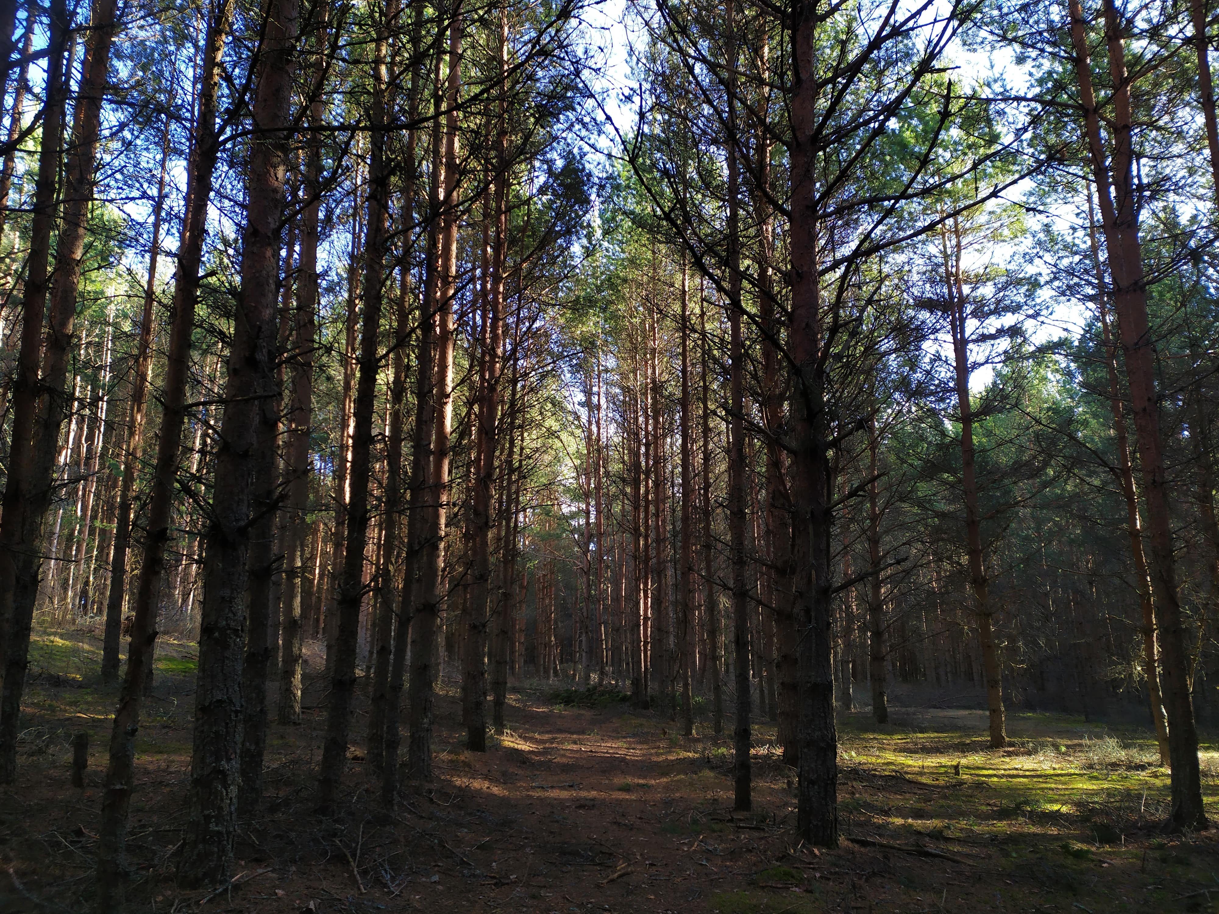 Pine forest