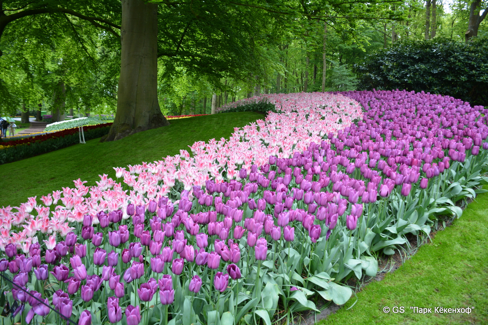Keukenhof