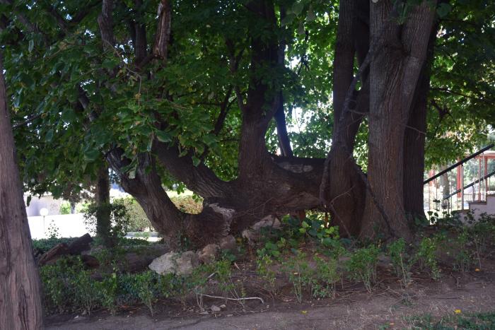 Very old tree - Varna