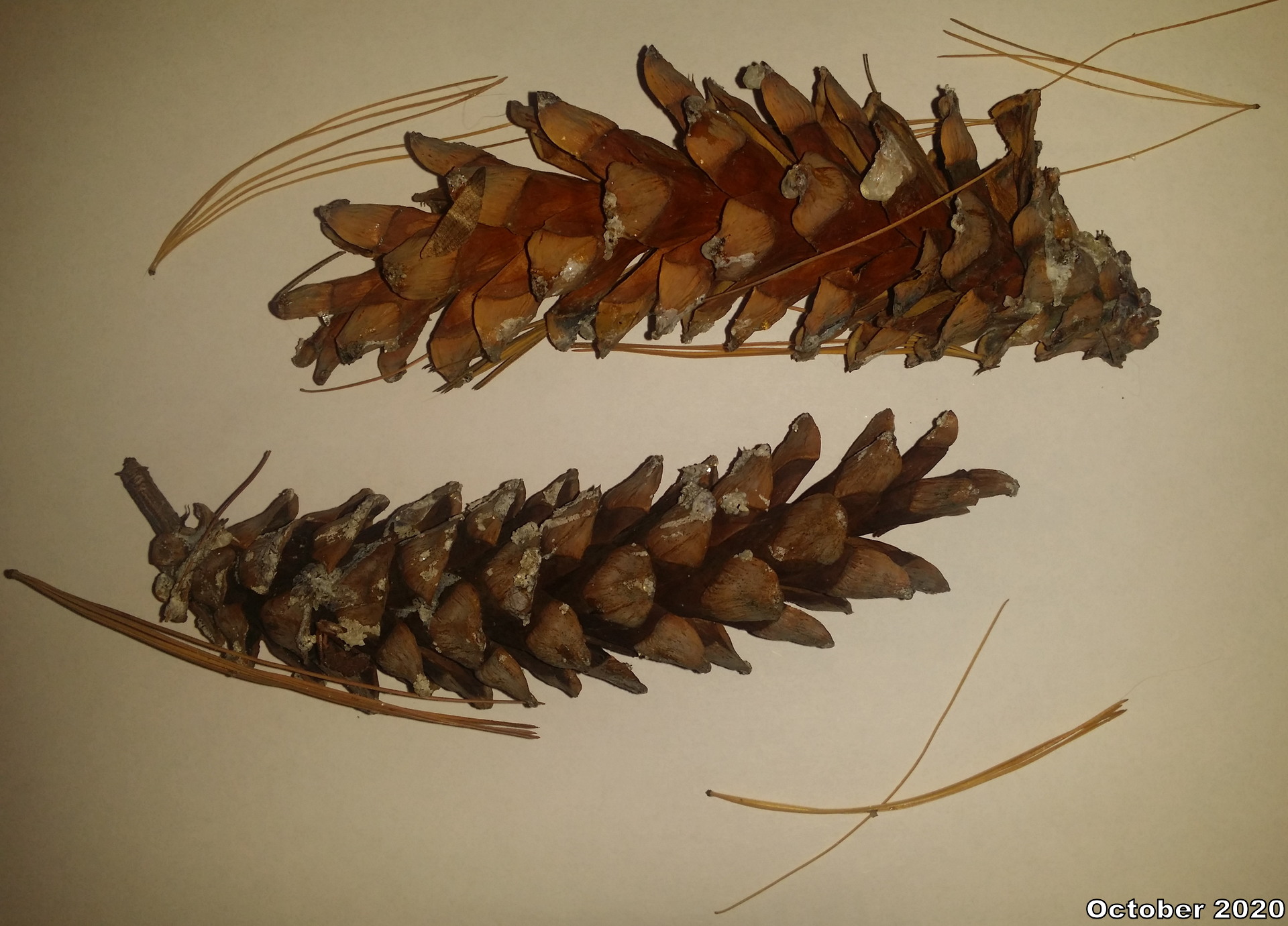 Eastern white pine - Saint Petersburg