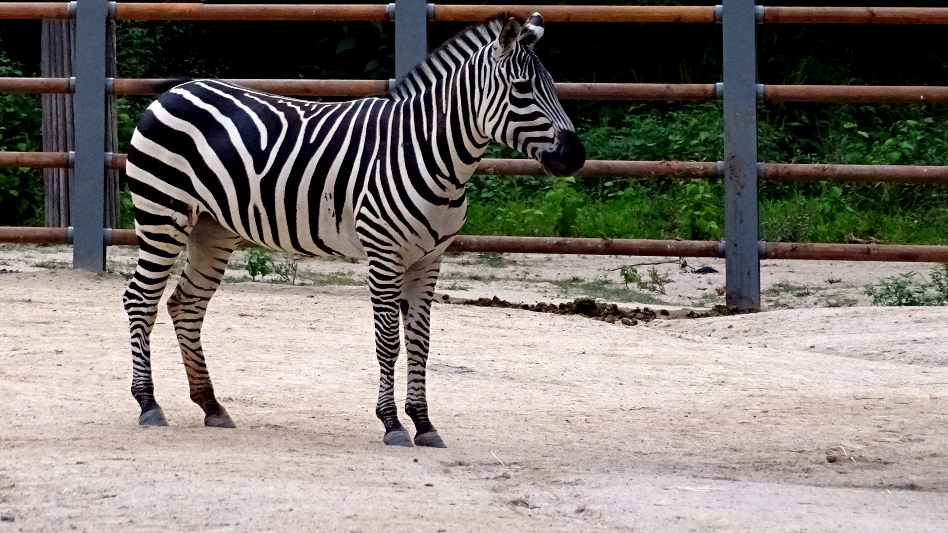 Seoul Grand Park Zoo African Pavilion - Gwacheon