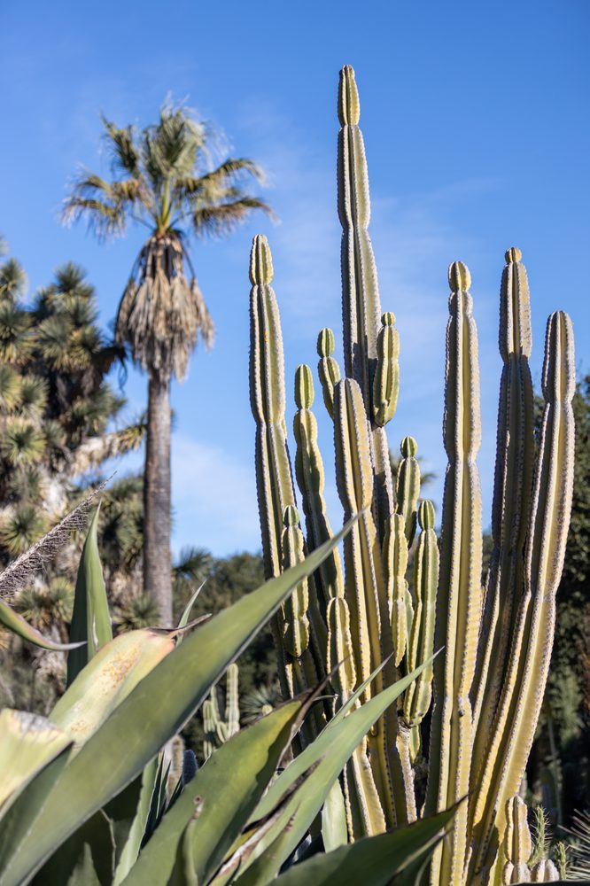 Arizona Cactus Garden