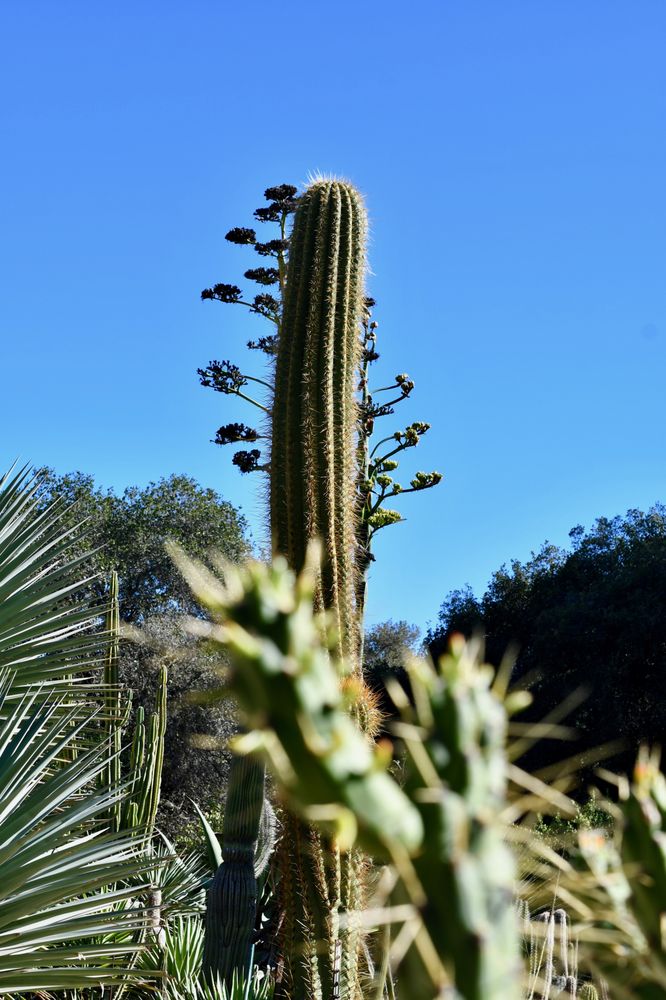 Arizona Cactus Garden