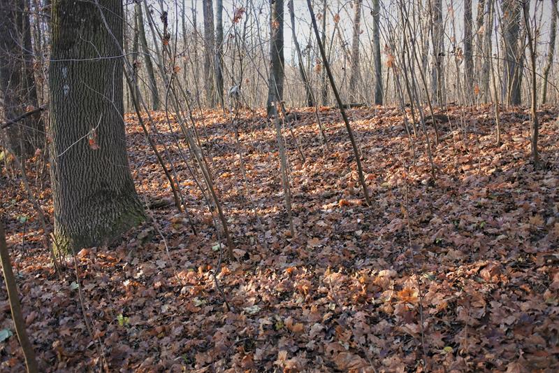Głęboka hillfort | archaeological site, Medieval / Middle Ages, gord ...