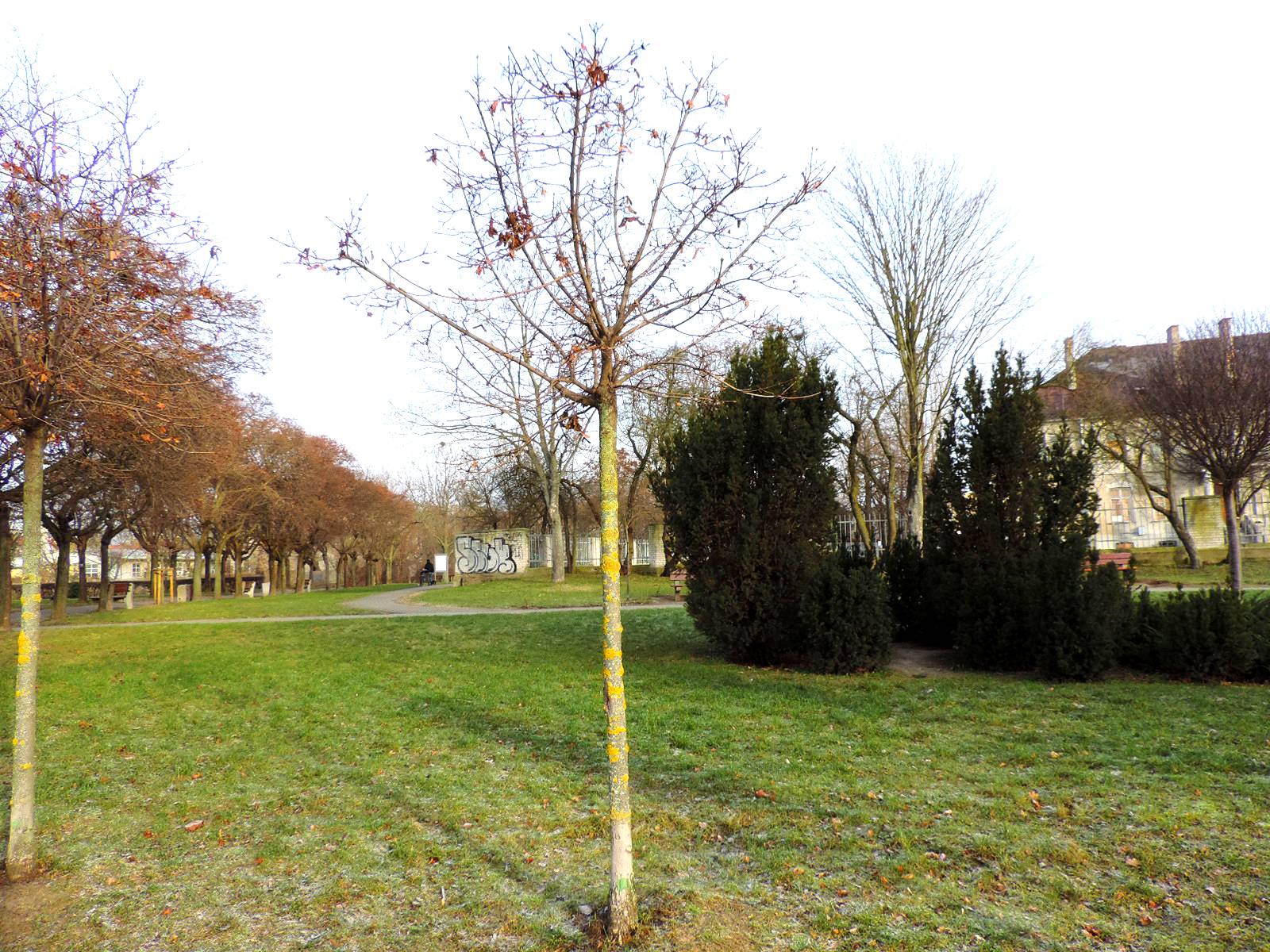 Park Jar Abisynia - Płock