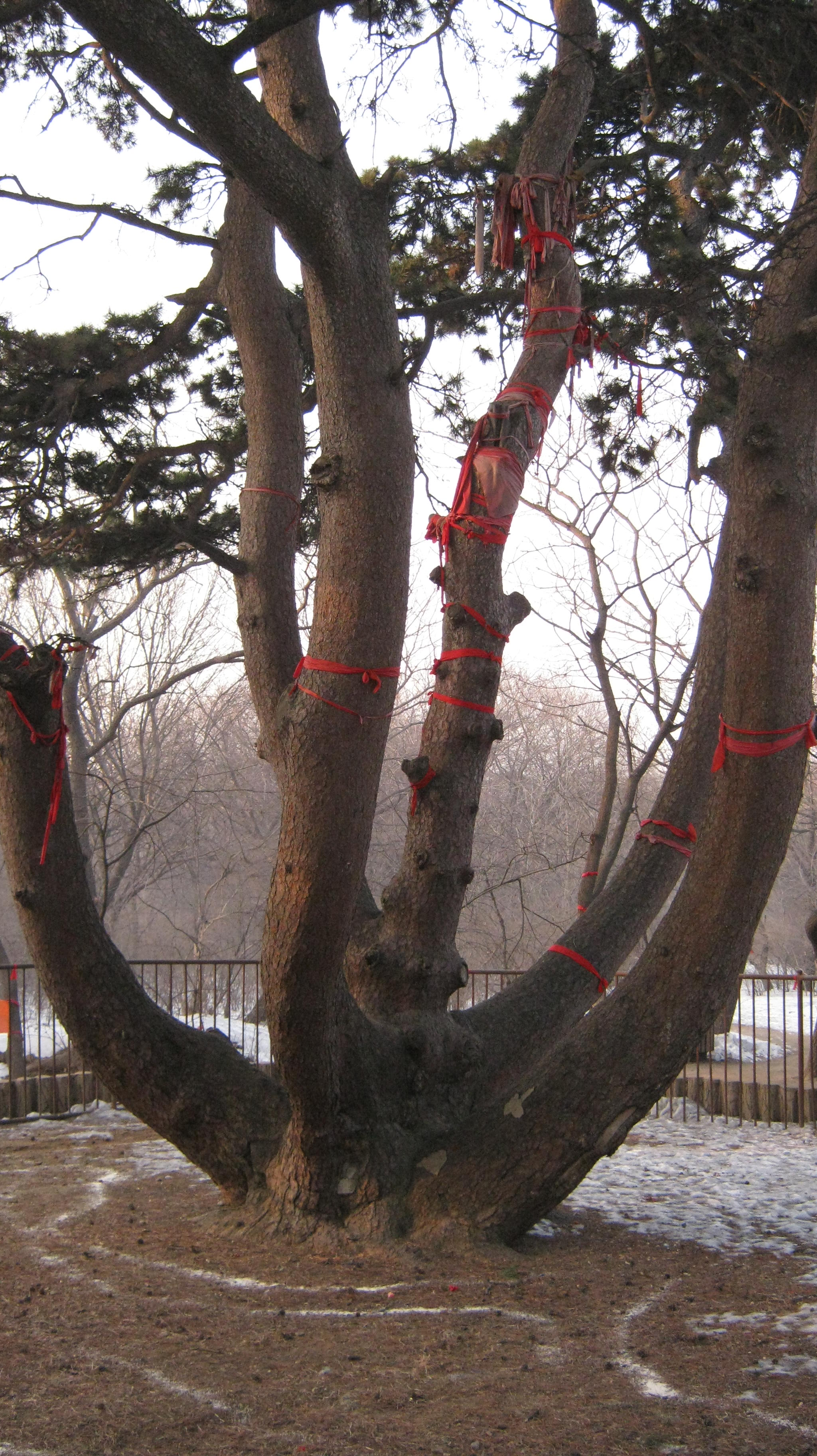 Historic magic pine-trees (approximate location) - Shenyang
