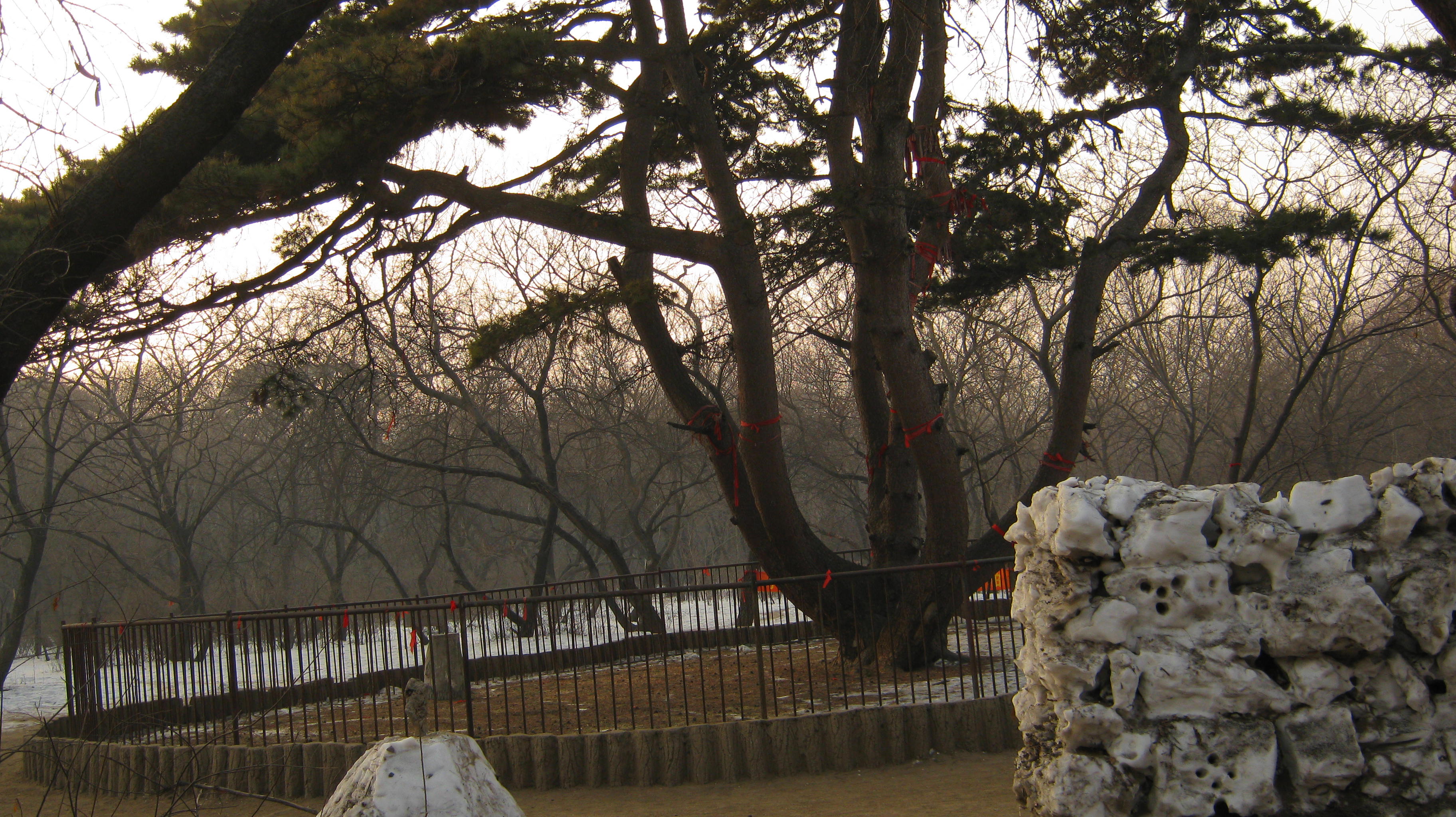 Historic magic pine-trees (approximate location) - Shenyang