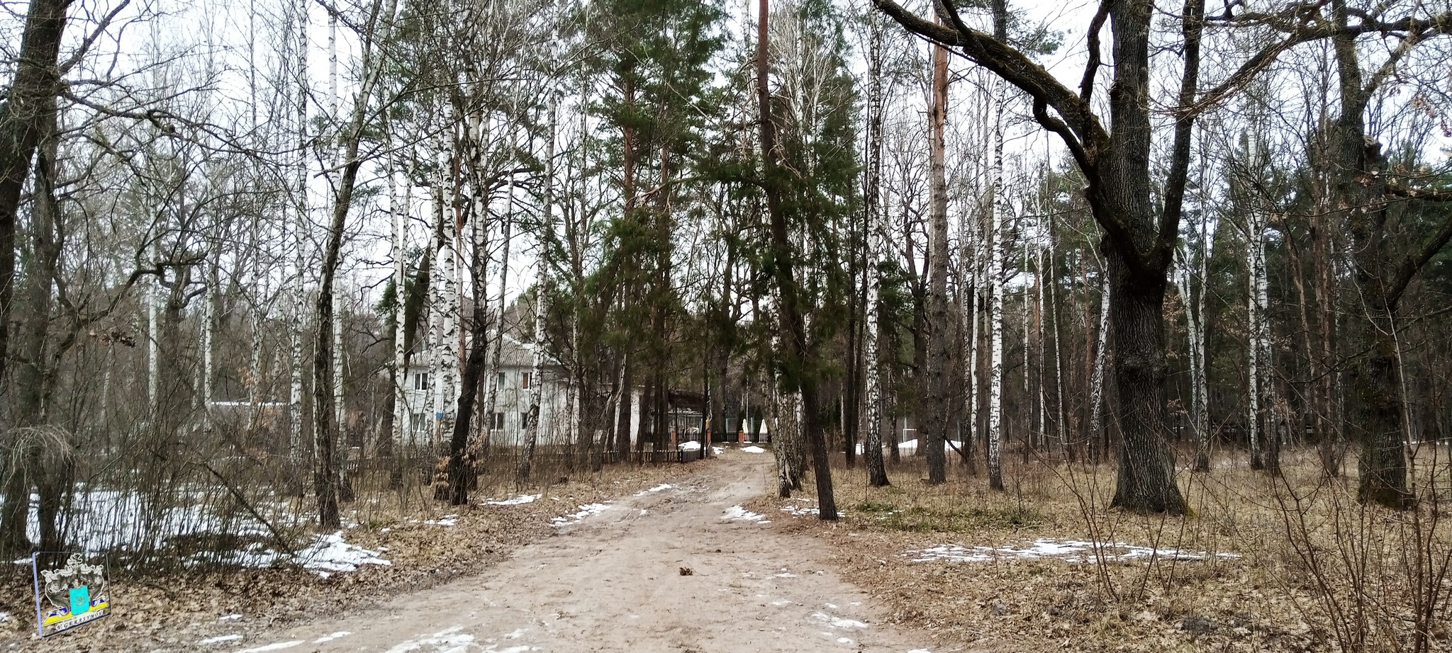 Birch grove - Zhytomyr