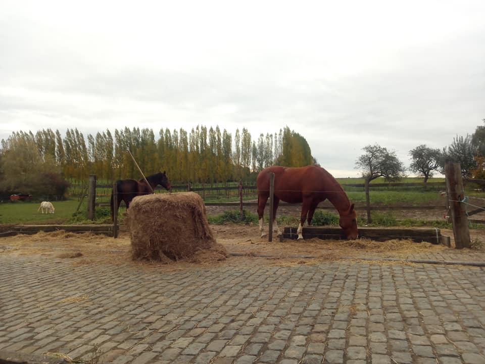 In de Lossen Teugel - Aaigem