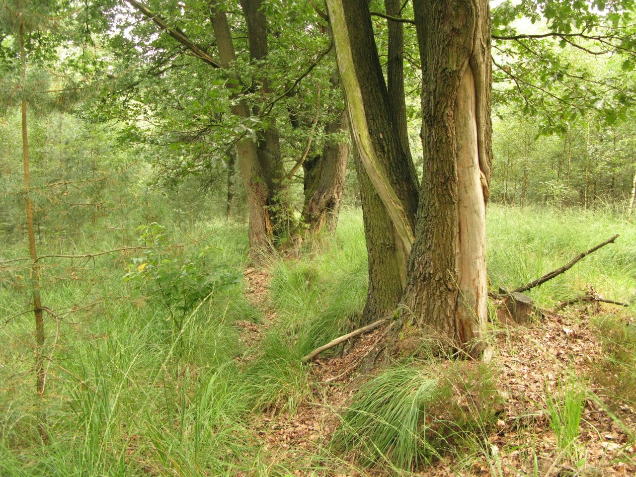 Strook Lieben - Mechelen-aan-de-Maas