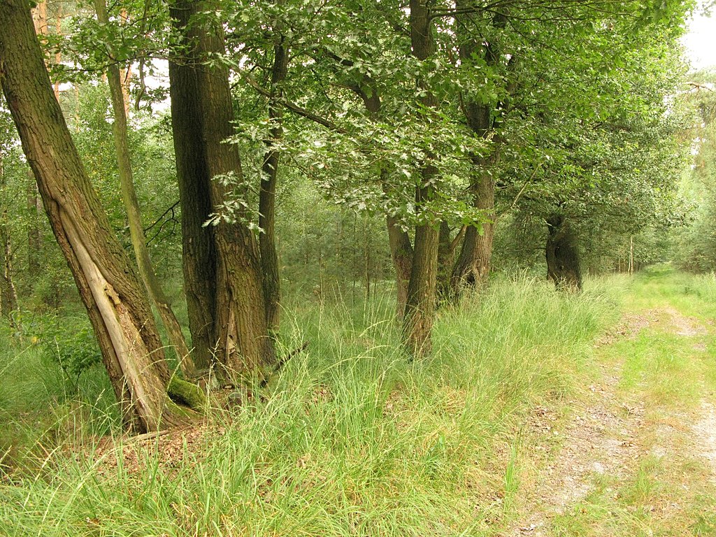 Strook Lieben - Mechelen-aan-de-Maas