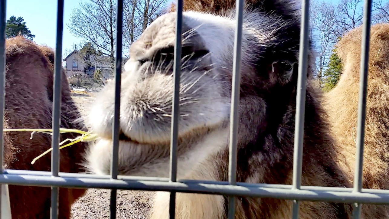 Korkeasaari Zoo - Helsinki