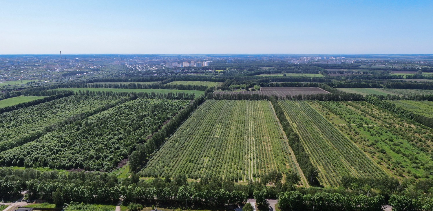 Fruit and berry station