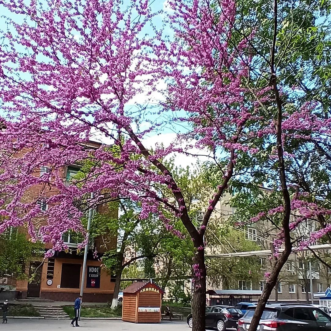 Cercis siliquastrum - Kamensk-Shakhtinsky